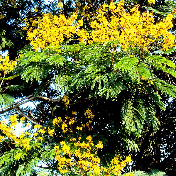 PELTOPHORUM PTEROCARPUM - TREE | PELTOPHORUM PTEROCARPUM;Item;2251