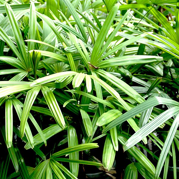 RHAPIS EXCELSA - PALM | RHAPIS EXCELSA;Item;2622 RHAPIS EXCELSA - PALM | RHAPIS EXCELSA;Item;2622