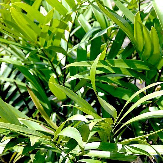 ZAMIA POLYMORPHA - CYCAS | ZAMIA POLYMORPHA;Item;3110