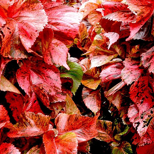 ACALYPHA WILKESIANA DWARF - SHRUB | | ACALYPHA WILKESIANA DWARF;Item;4759