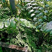 CALLIPTERIS PROLIFERA