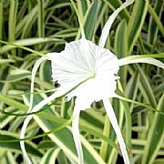 HYMENOCALLIS SPECIOSA SPIDER LILY VARIEGATED