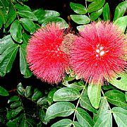 CALLIANDRA TERGEMINA V. EMARGINATA BLUSHING PIXIE