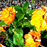 CROSSANDRA INFUNDIBULIFORMIS FIREGLOW