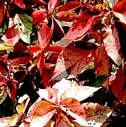ACALYPHA WILKESIANA PINK