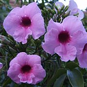 PANDOREA JASMINOIDES PINK MAGIC